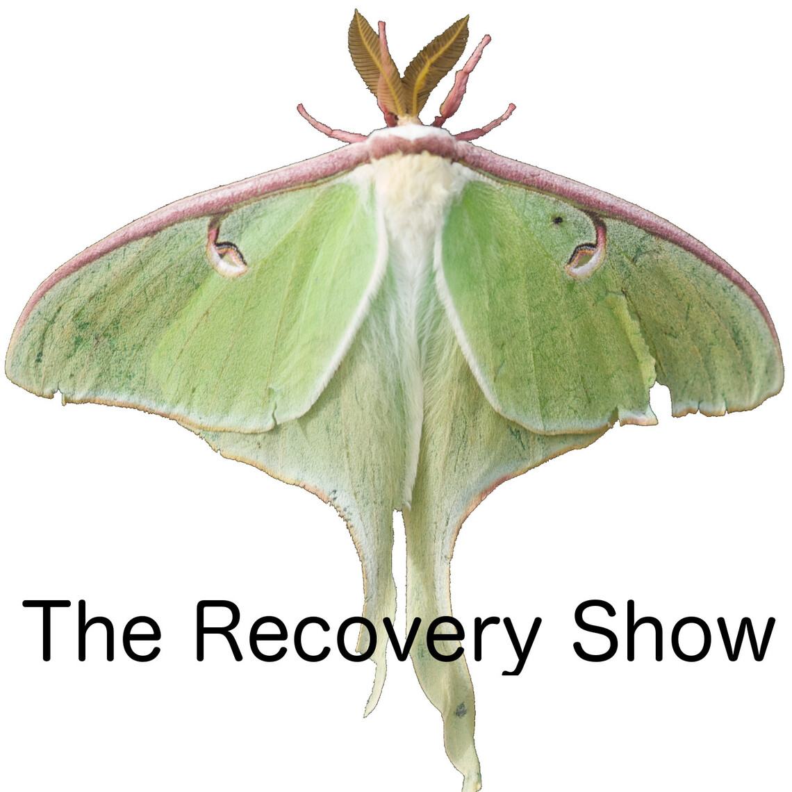 What is Al-Anon – Episode 195 – Episode 10 redux | The Recovery Show ...