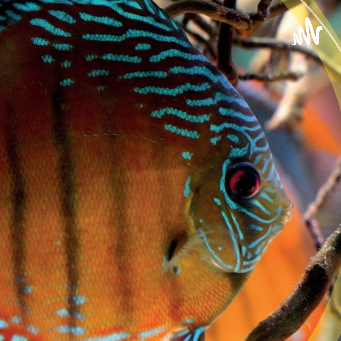 Conozcamos a Grupo Star Discus. | Podcast de Fanáticos Del Acuarismo