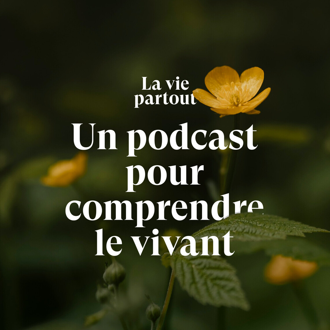 D'où vient le sol ? | Podcast La vie partout