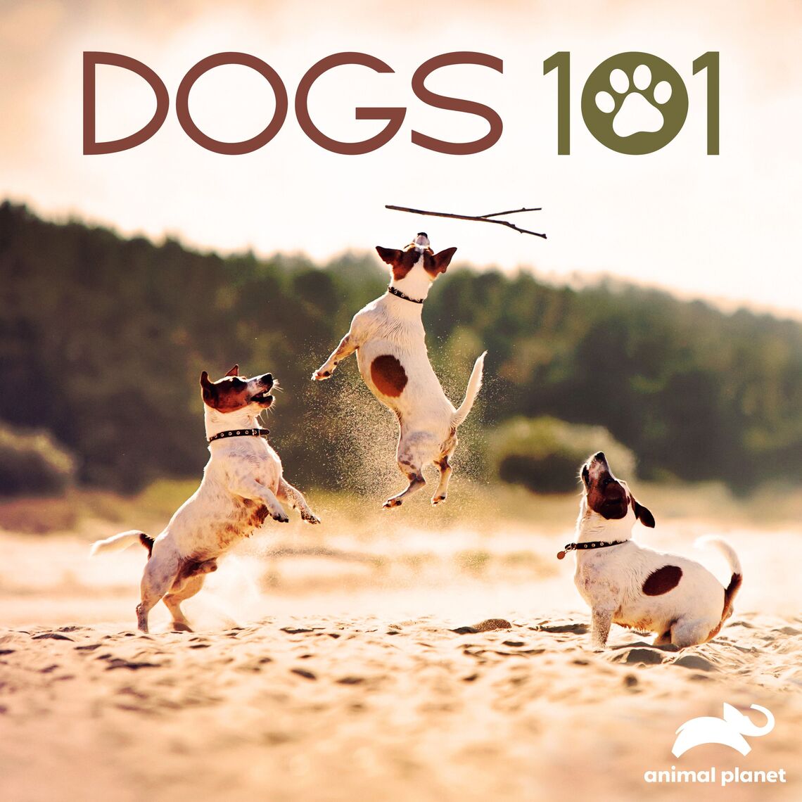 English Mastiff, Chinese Crested, Border Collie, Italian Greyhound ...