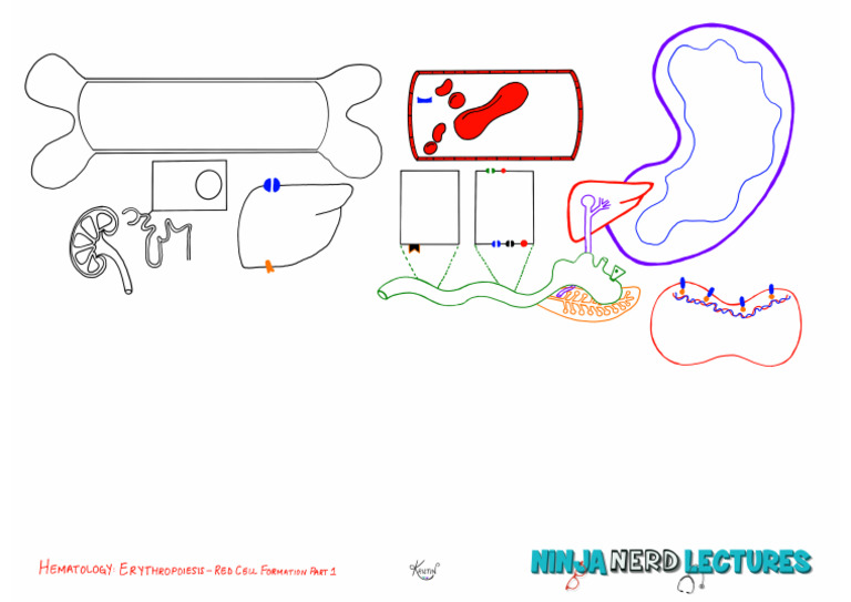 Erythropoiesis - Red Blood Cell Formation - Part 1 Atf | PDF