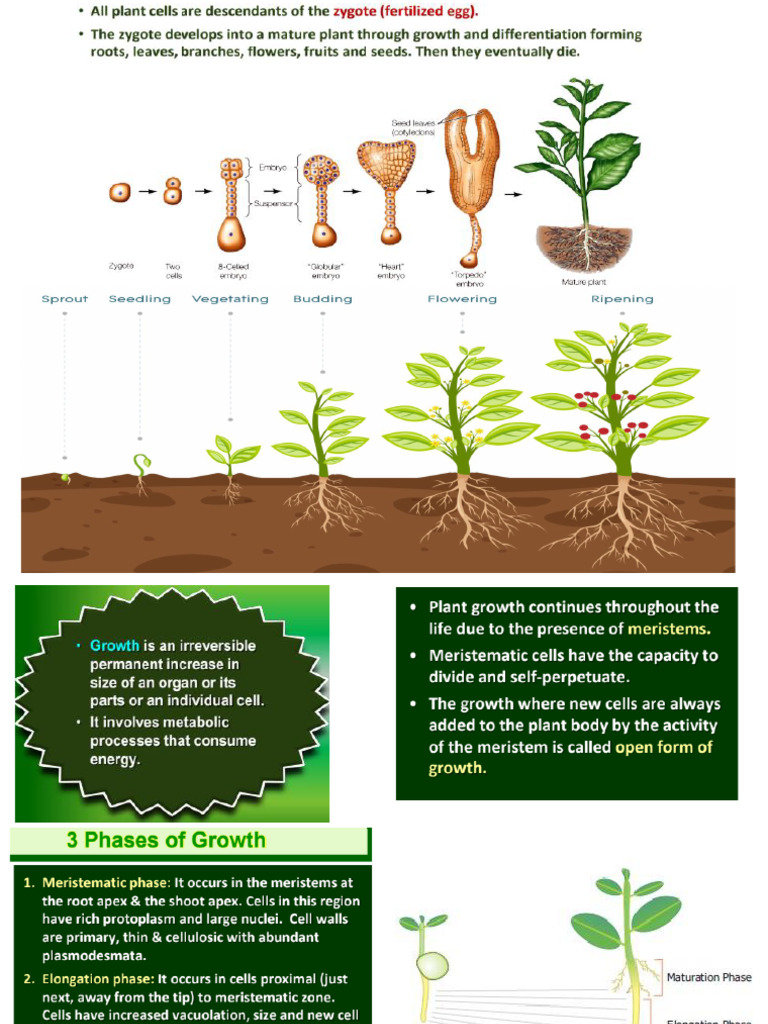 Plant Growth and Development | PDF | Developmental Biology | Cellular ...