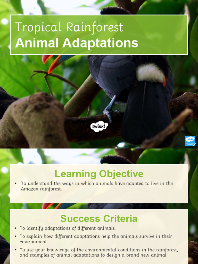 Rainforest's Animals Adaptation | PDF