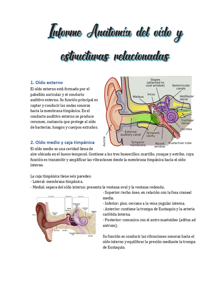 Informe Oido | PDF | Oído | Escuchando