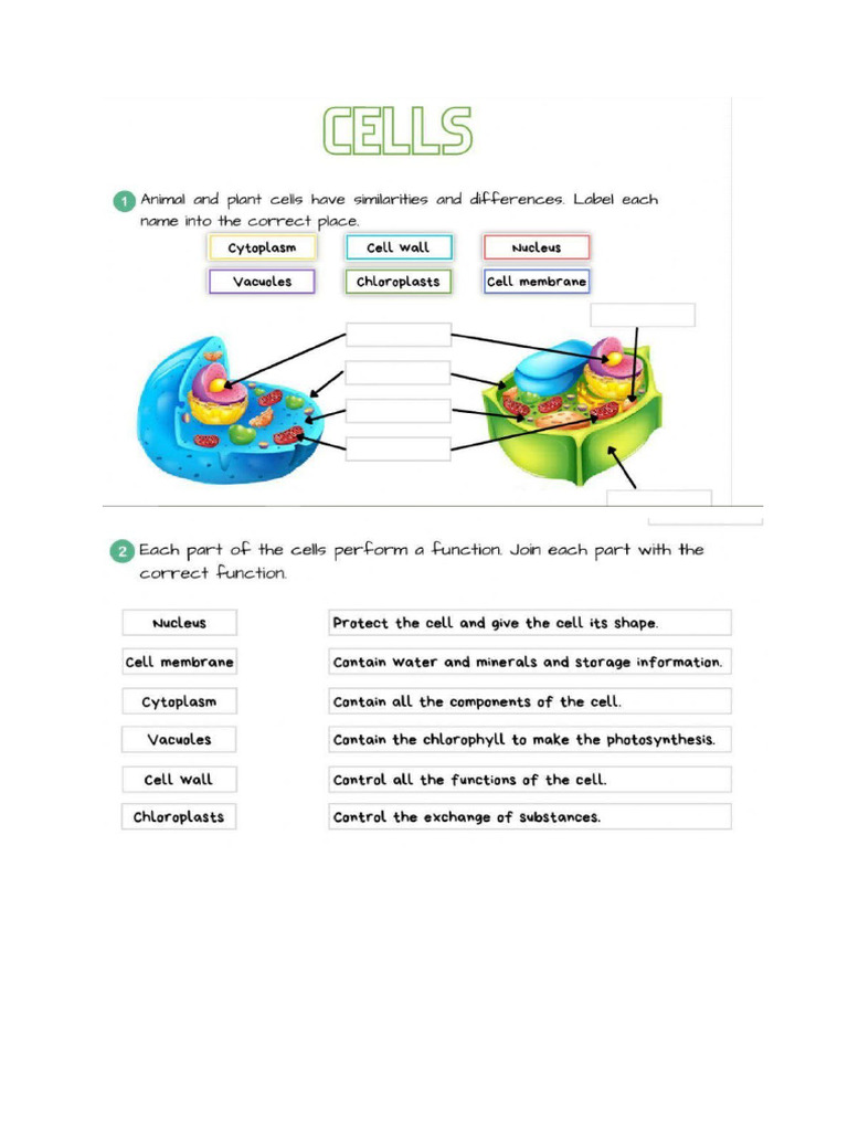 Unit 1 Cell Addtional | PDF