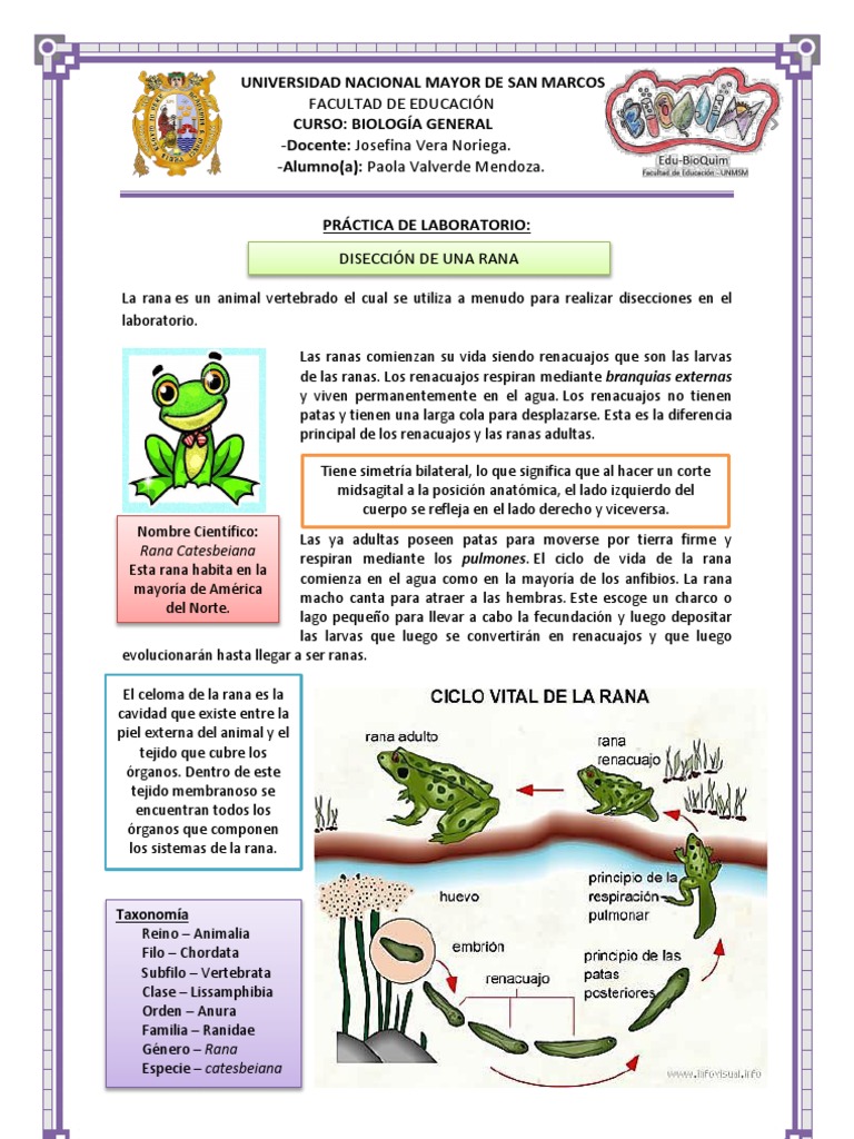 Disección de Rana: Guía de Laboratorio | PDF | Sistema digestivo humano ...