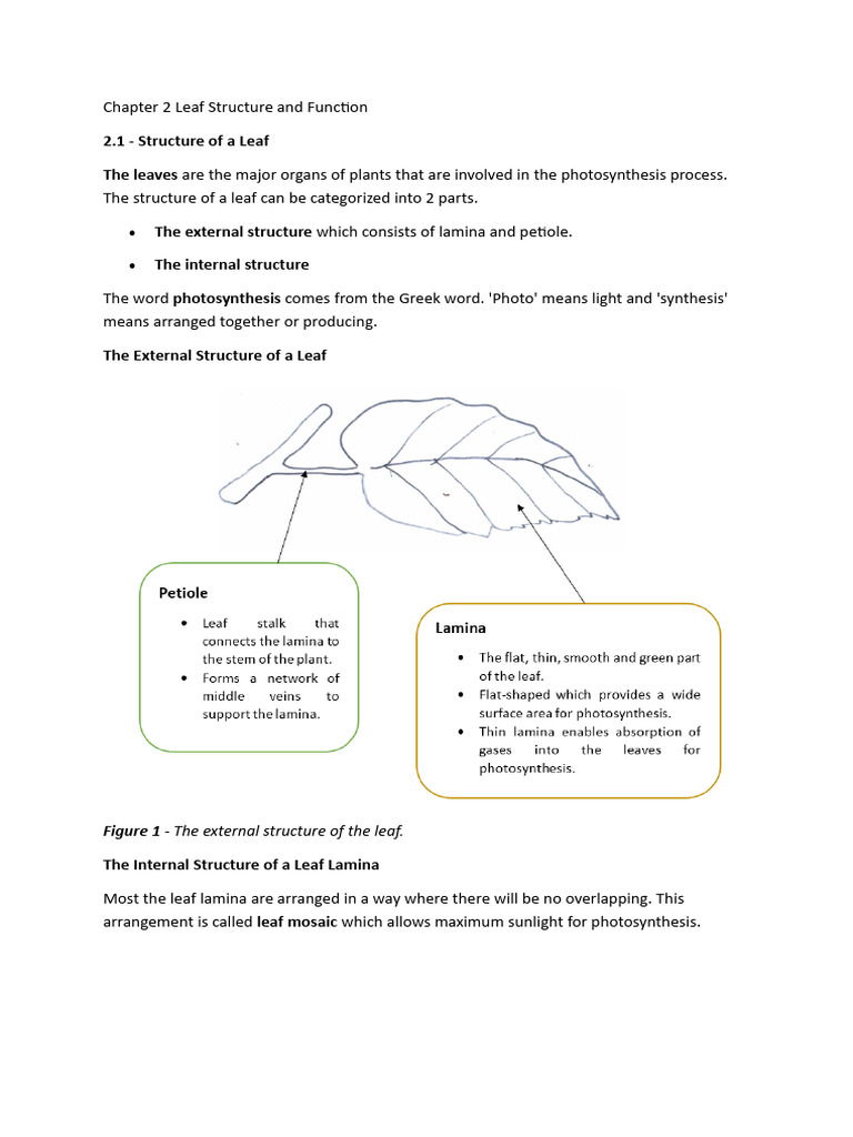 Chapter 2 Leaf Structure and Function | PDF | Stoma | Leaf