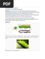 Insects Identification Key PDF | PDF | Fly | Insects