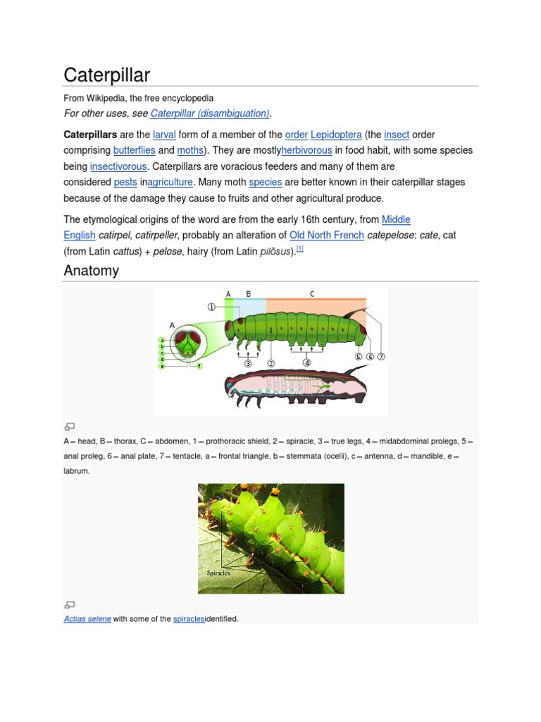 An In-Depth Exploration of Caterpillar Anatomy, Behavior, Defenses, and ...