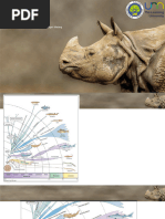 Overview of Batomorphi Classification | PDF | Vertebrates | Elasmobranchii