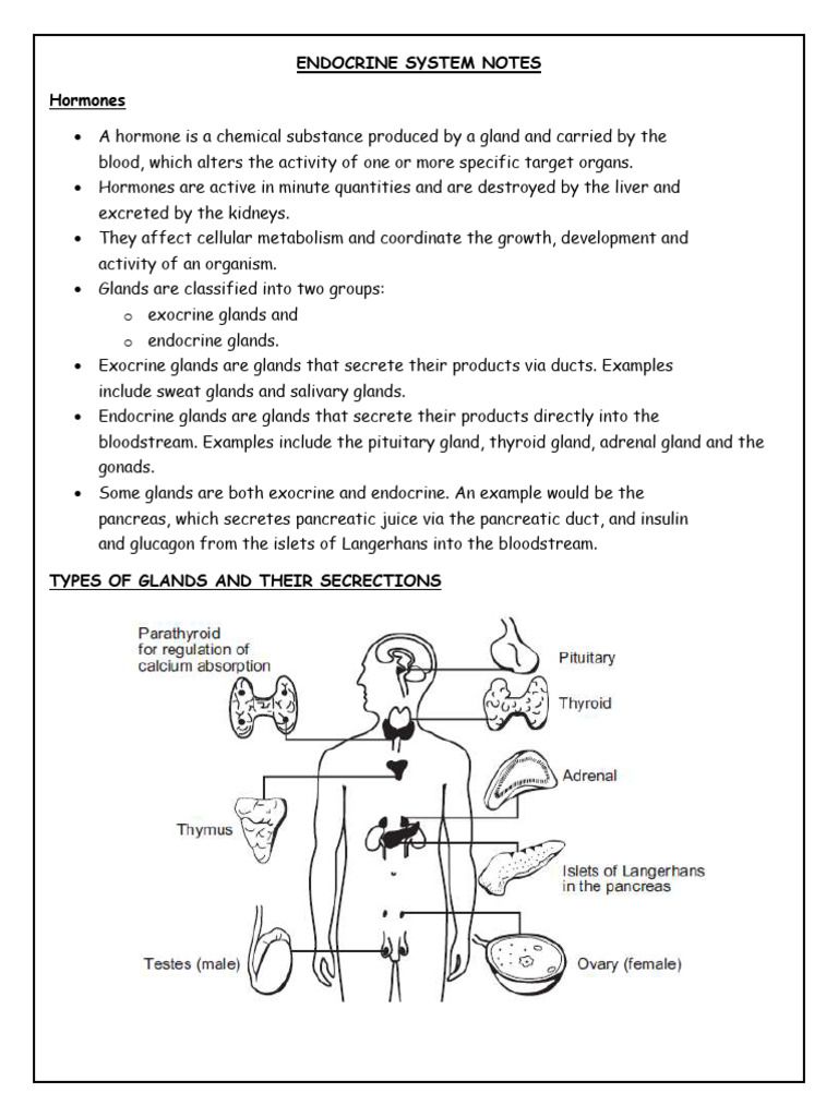 Endocrine System Notes | PDF