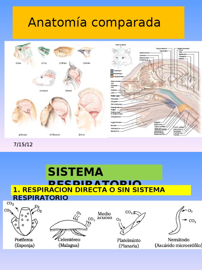Anatomía Comparada Del Sistema Circulatorio De Los Vertebrados