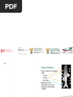 Swim Bladder Function in Perch Fish | PDF | Fin | Fish