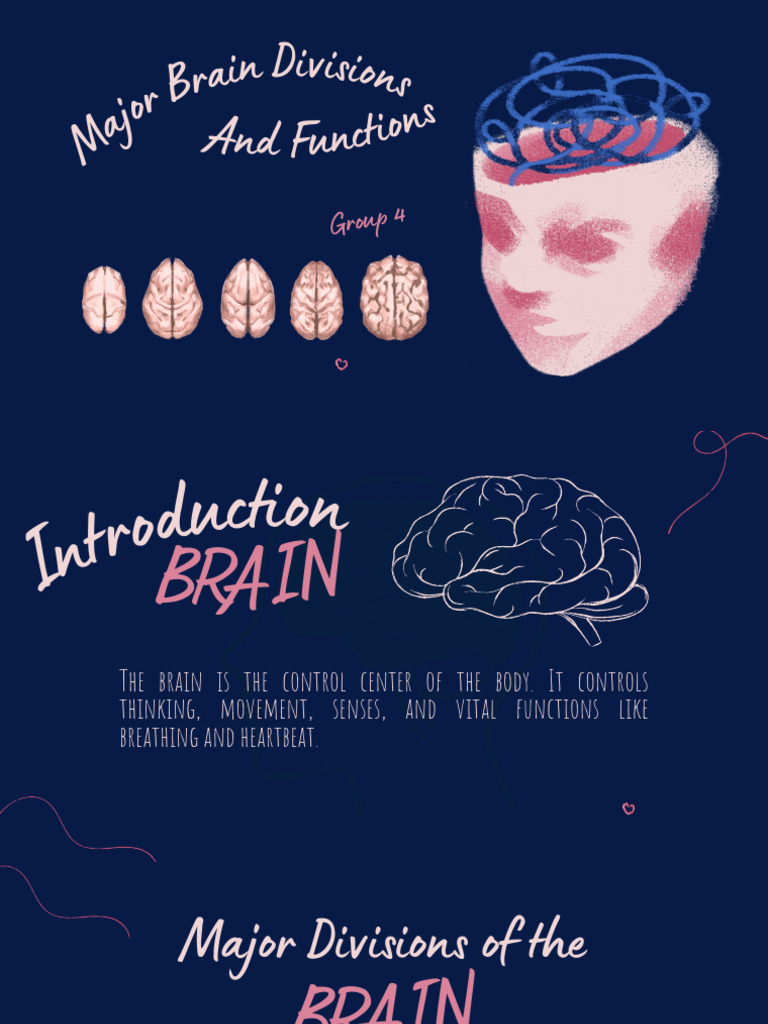 Group 4 Major Brain Divisions Functions | PDF