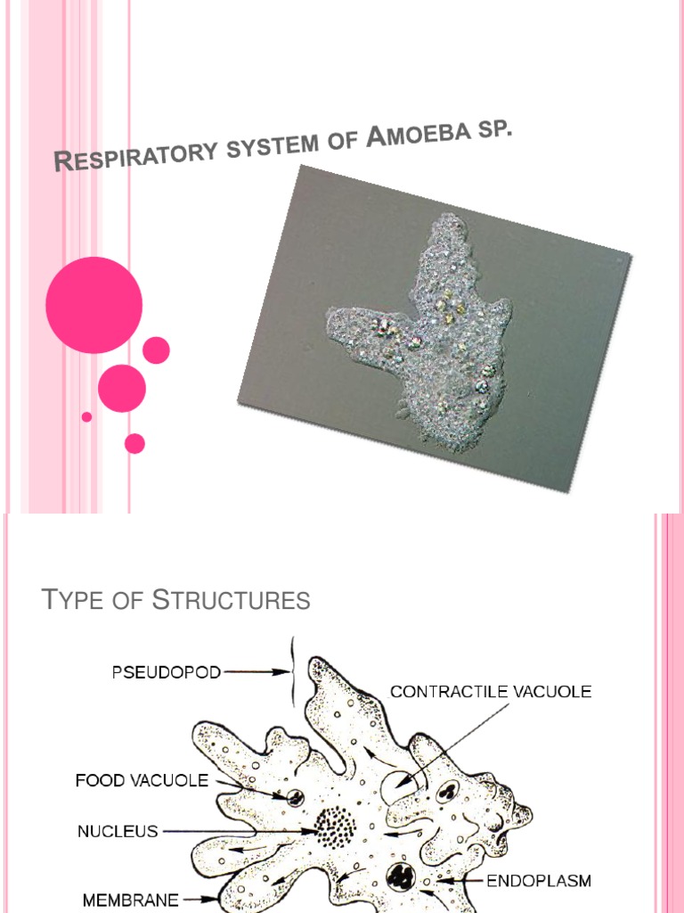 Respiratory System of Amoeba SP | PDF | Organisms | Cell (Biology)