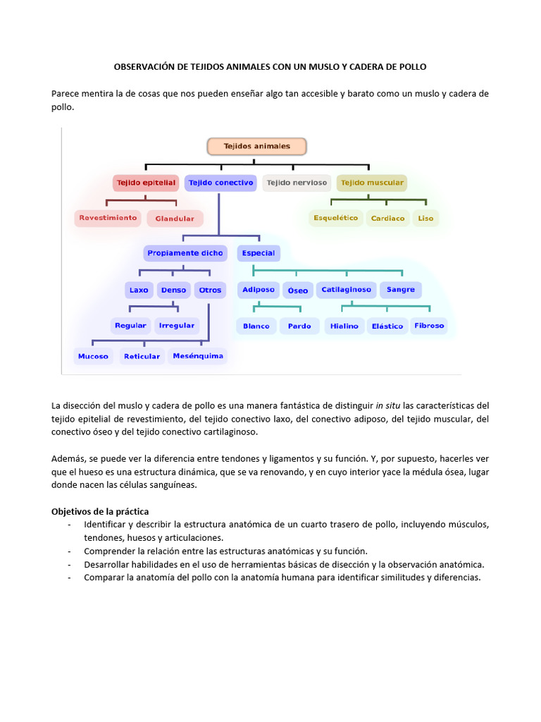 Diseccion Muslo | PDF | Articulación | Hueso