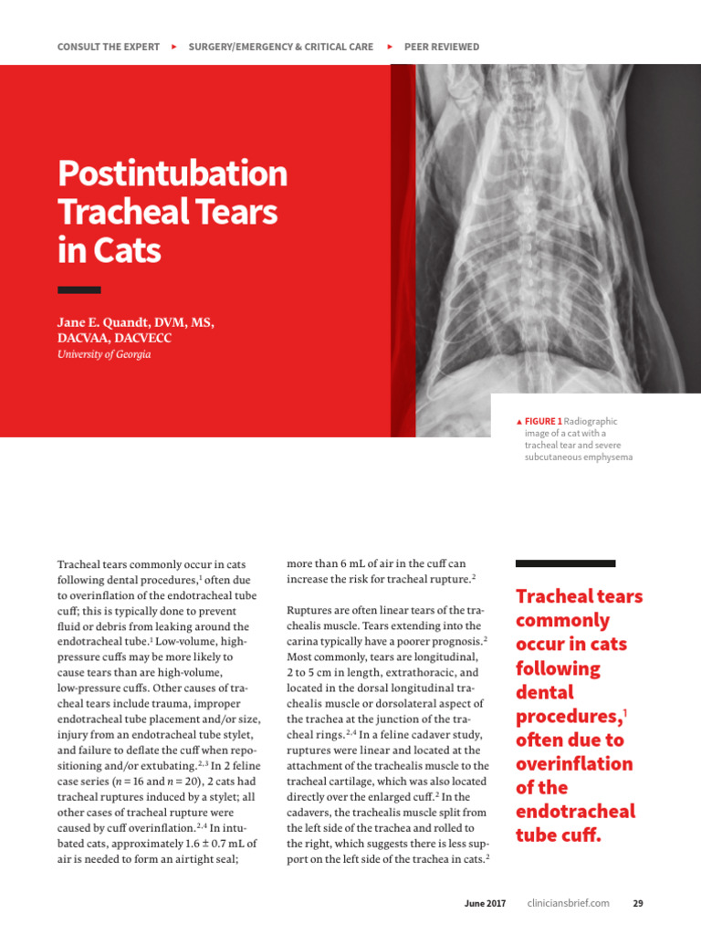 Postintubation Tracheal Tears in Cats | PDF | Medicine | Clinical Medicine