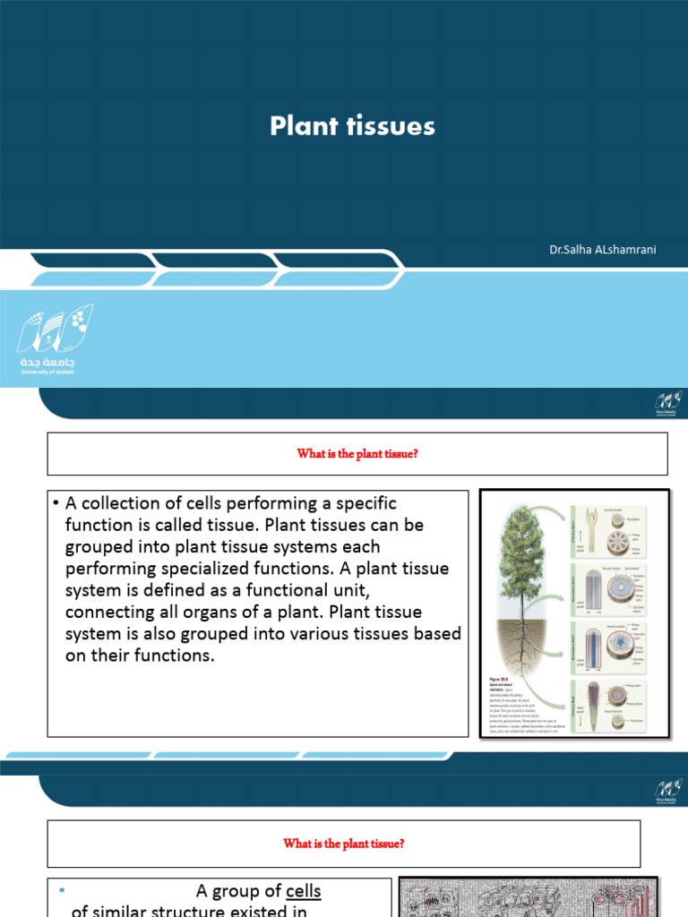 Lecture 3 (Plant Tissues) UPDATE | PDF | Tissue (Biology) | Plant Stem