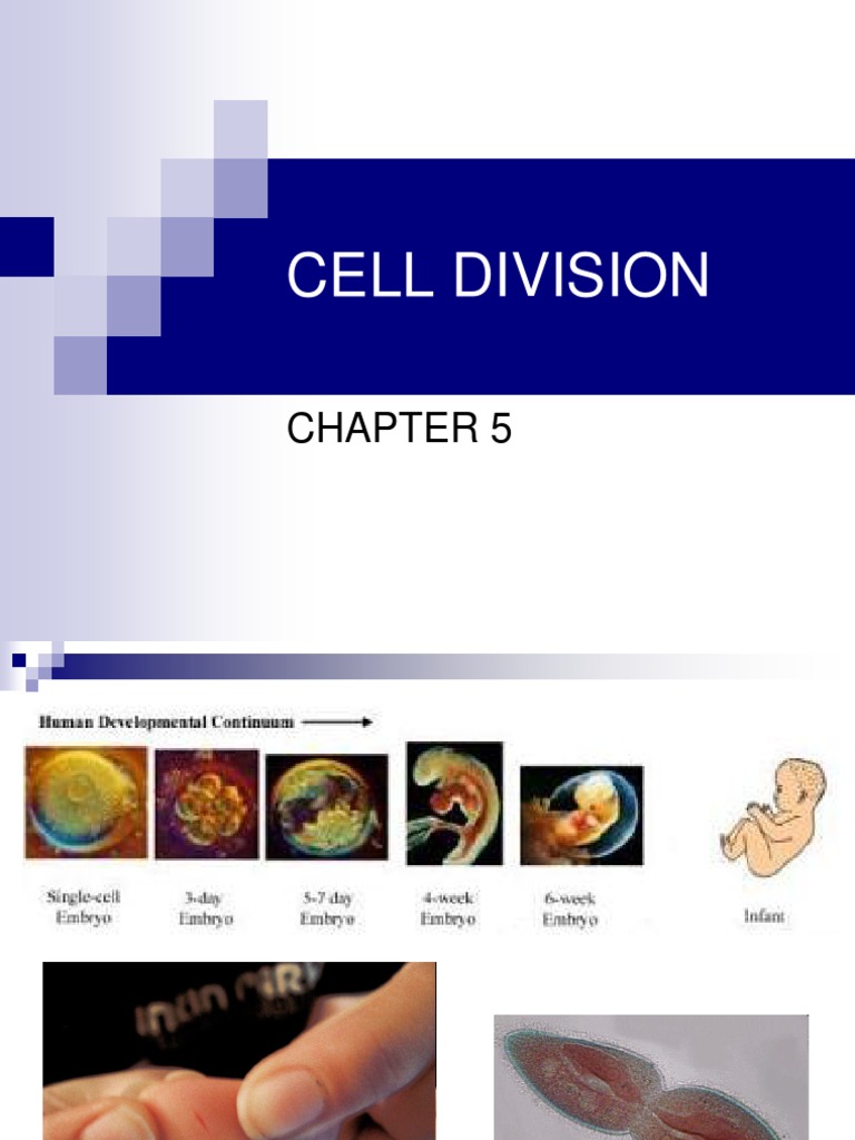 Cell DIVISION | PDF | Mitosis | Chromosome