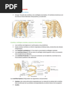 Anatomía de la Región Esternal | PDF | Tórax | Sistema esquelético