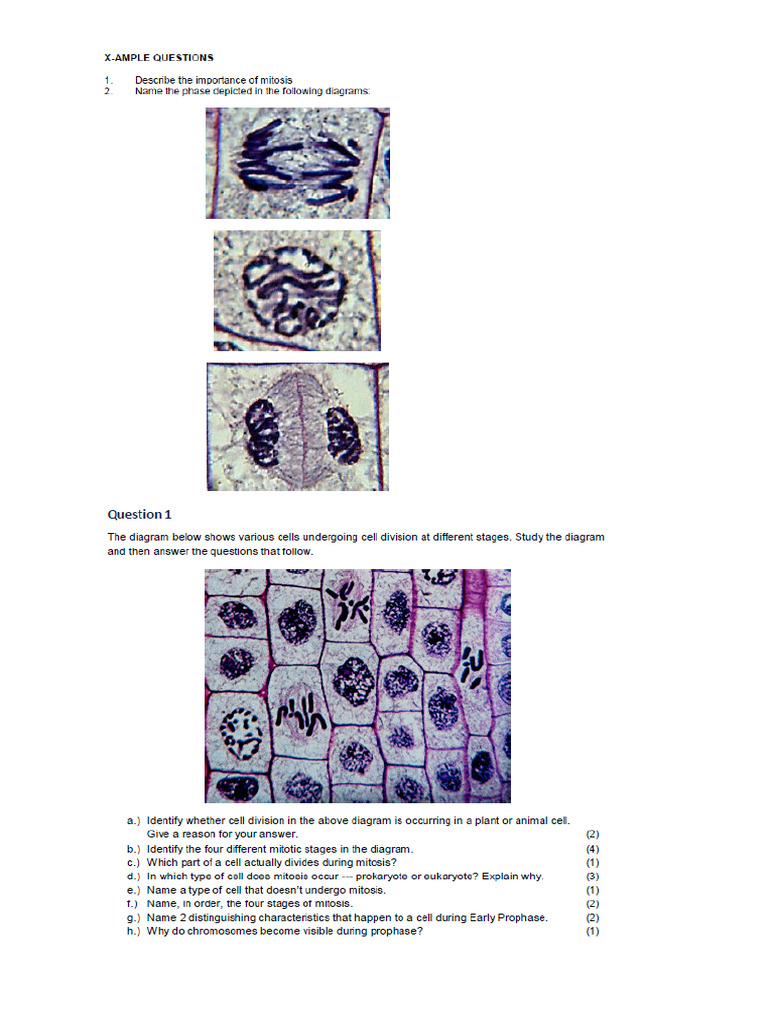 LFSC Grade 10 Mitosis Worksheet | PDF