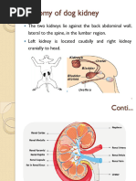 IRIS CKD Staging Guide for Dogs and Cats | PDF | Chronic Kidney Disease ...