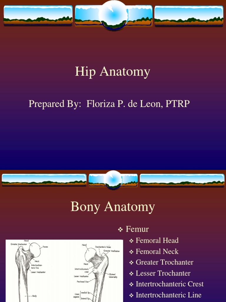Hip Anatomy: Prepared By: Floriza P. de Leon, PTRP | PDF | Pelvis | Hip