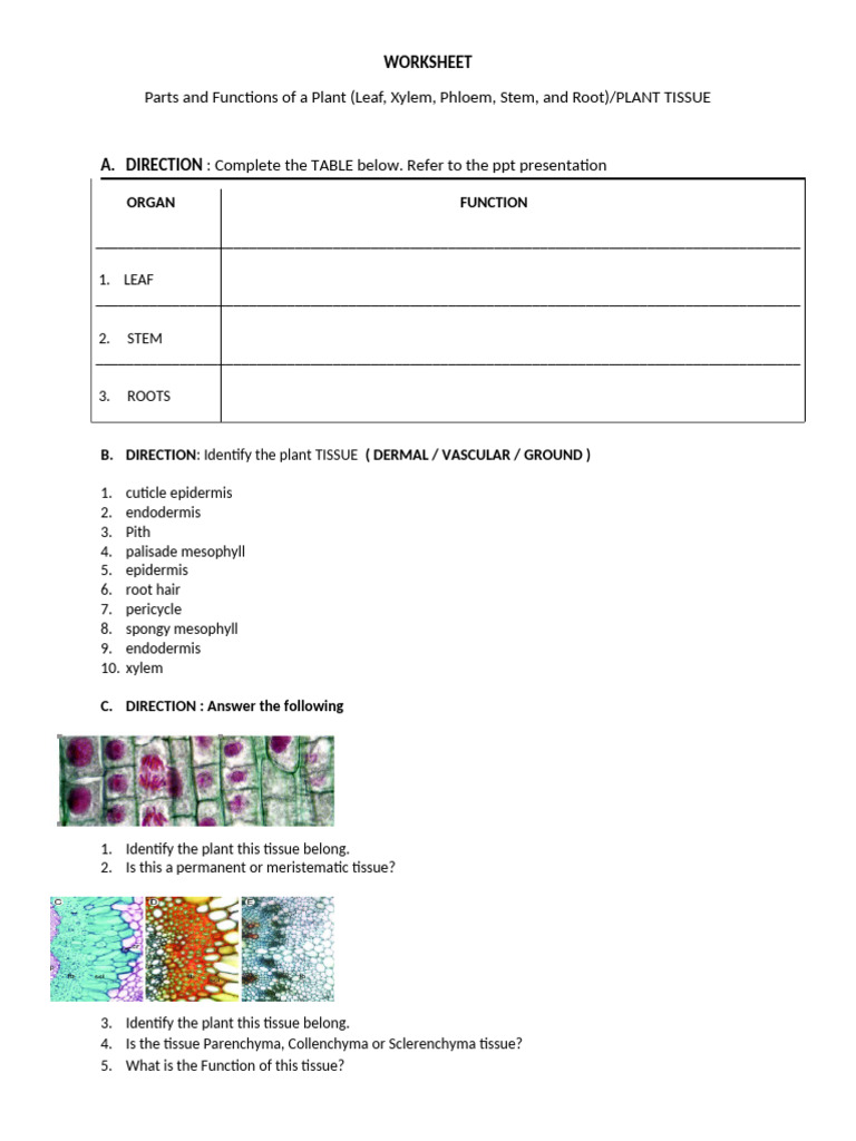 Worksheet Plant Tissue | PDF