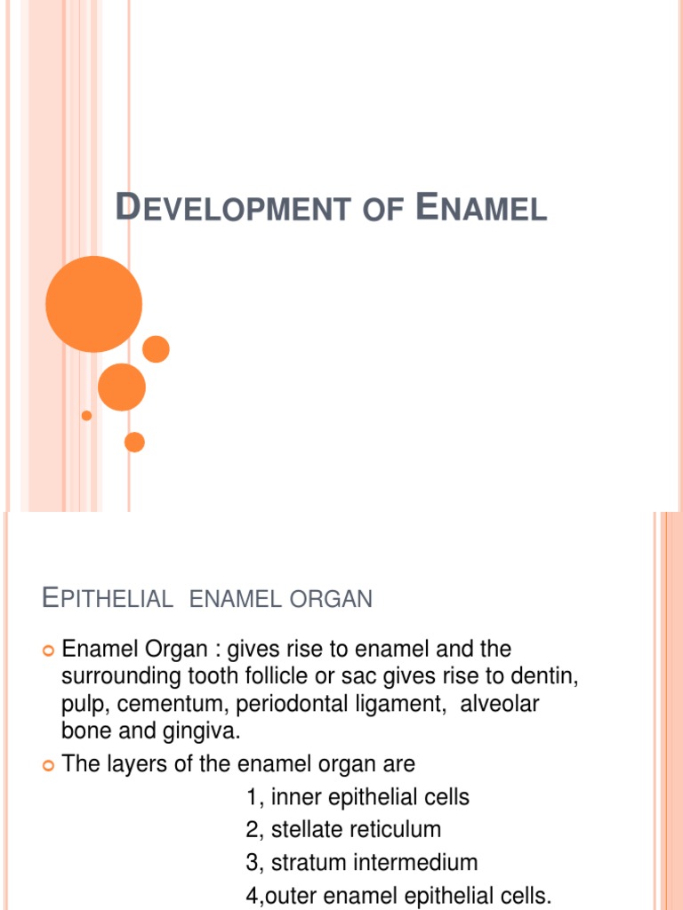 Development of Enamel | PDF | Tooth Enamel | Dentin