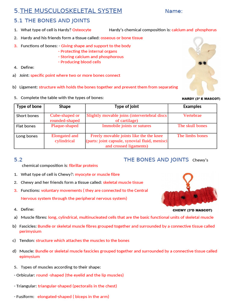 Worksheet Musculoskeletal System | PDF | Human Musculoskeletal System ...