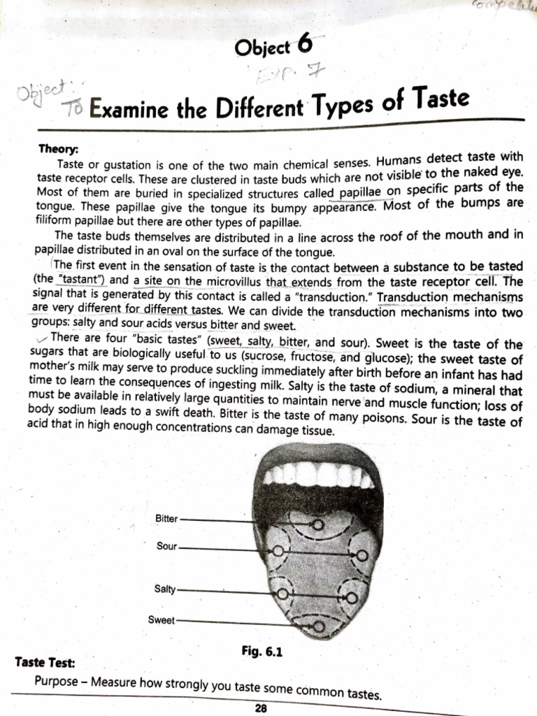 To Examine Different Types of Taste | PDF | Taste | Senses