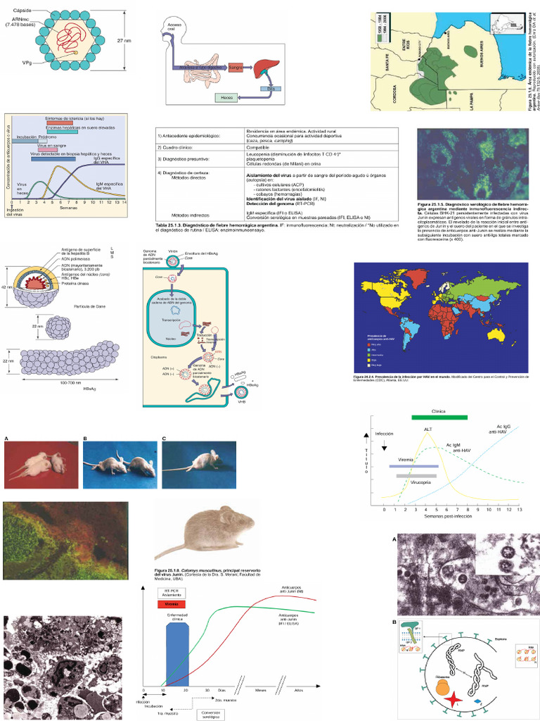 Virus Junin | PDF