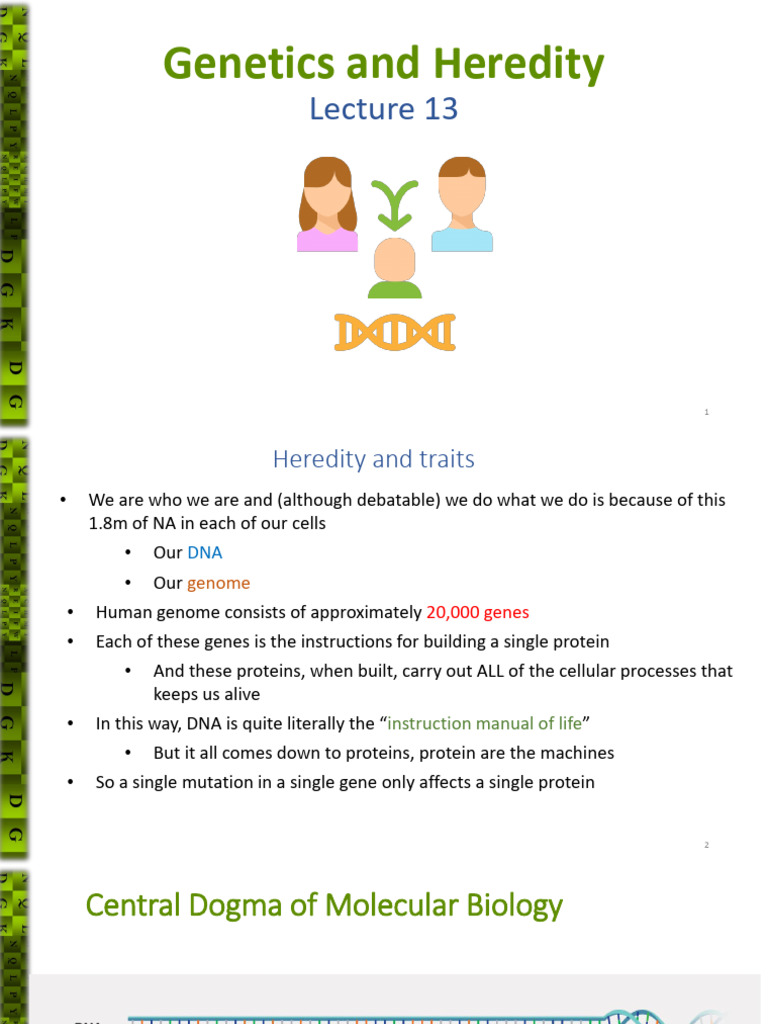 Lecture 13 Genetics and Heredity | PDF | Heredity | Gene