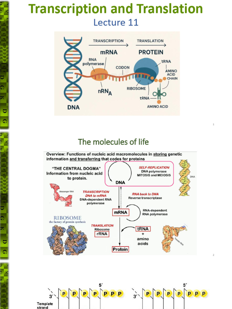 Lecture 11 Transcription and Translation | PDF | Rna | Dna Replication