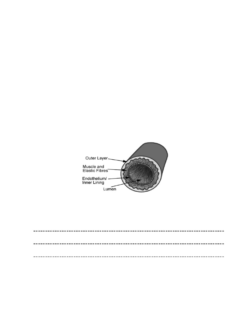 Blood Vessels Questions | PDF