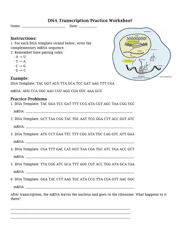DNA Transcription Practice Worksheet | PDF
