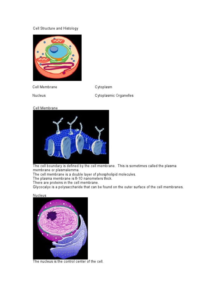 Cell Structure and Histology | PDF | Endoplasmic Reticulum | Cell (Biology)