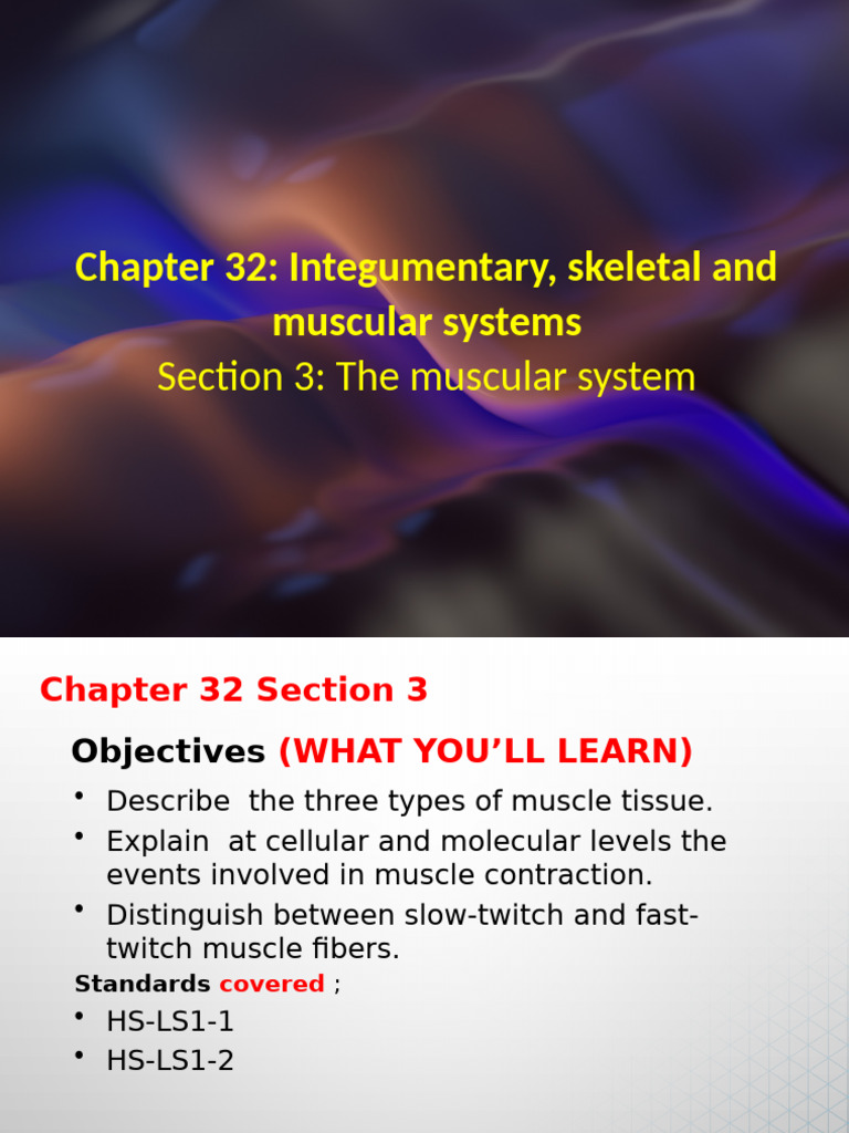 W 3 GR 11 Bio Chapter 32 Section 3 The Muscular System | PDF
