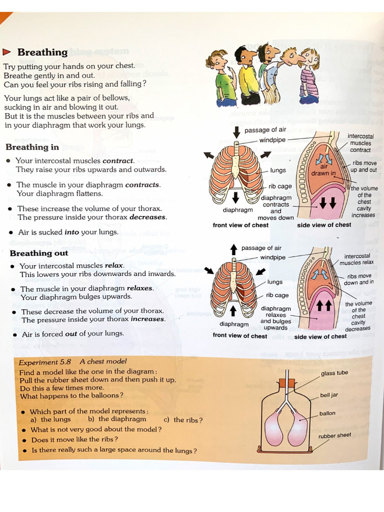7c Breathing BfY p72 | PDF