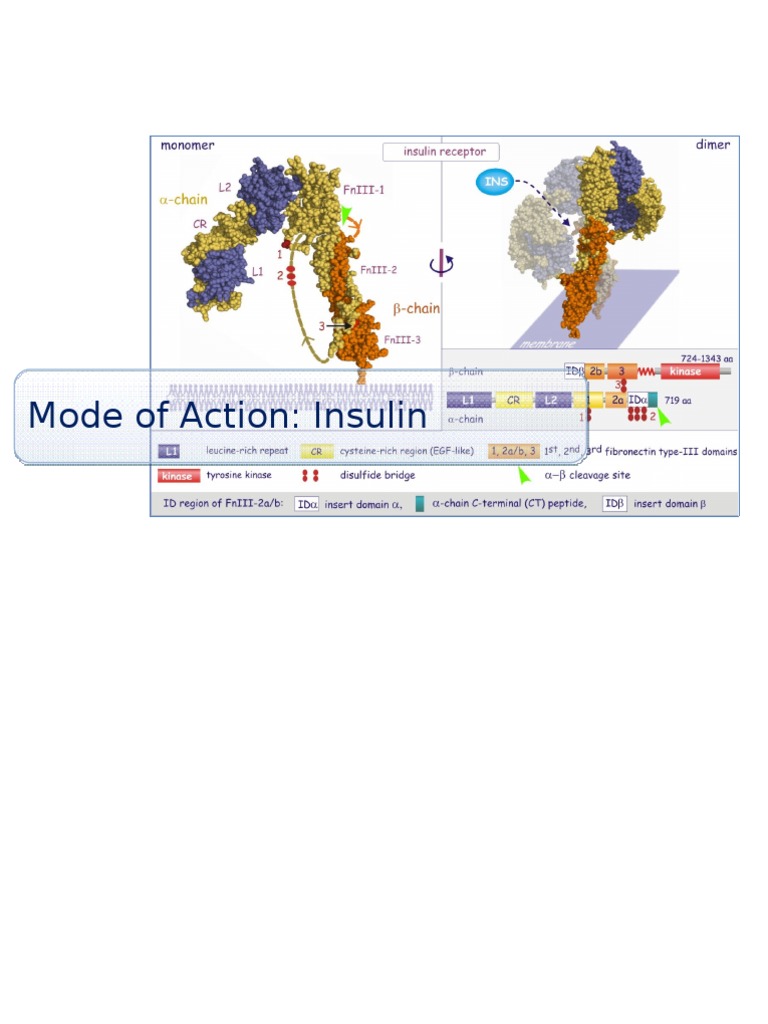 Mode of Action: Insulin | PDF | Protein Kinase B | Insulin