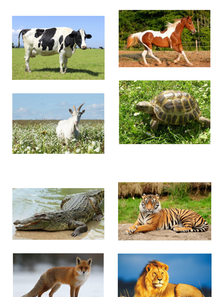 4 Animales Carnivoros, Herbi y Omni Por Hoja | PDF