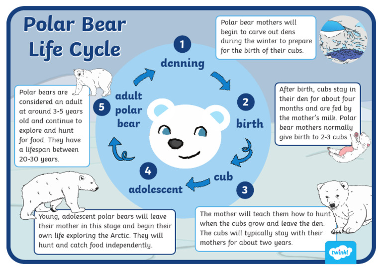 Polar Bear Life Cycle | PDF