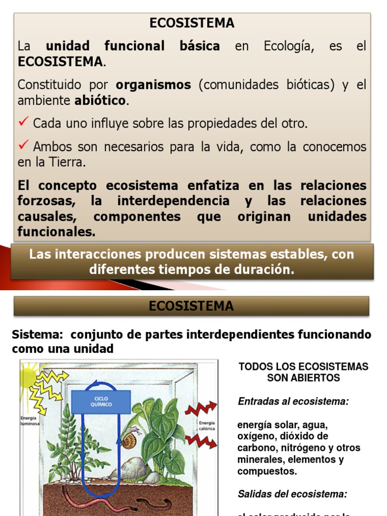 Ecologia y Ecosistema | PDF | Red alimentaria | Producción primaria