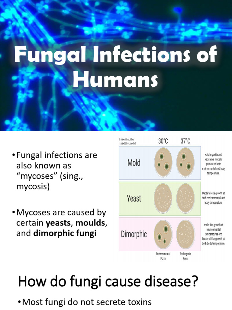 08 Fungal Infections of Humans | PDF | Fungus | Microbiology