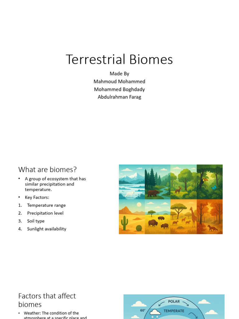 Terrestrial Biomes | PDF | Forests | Precipitation