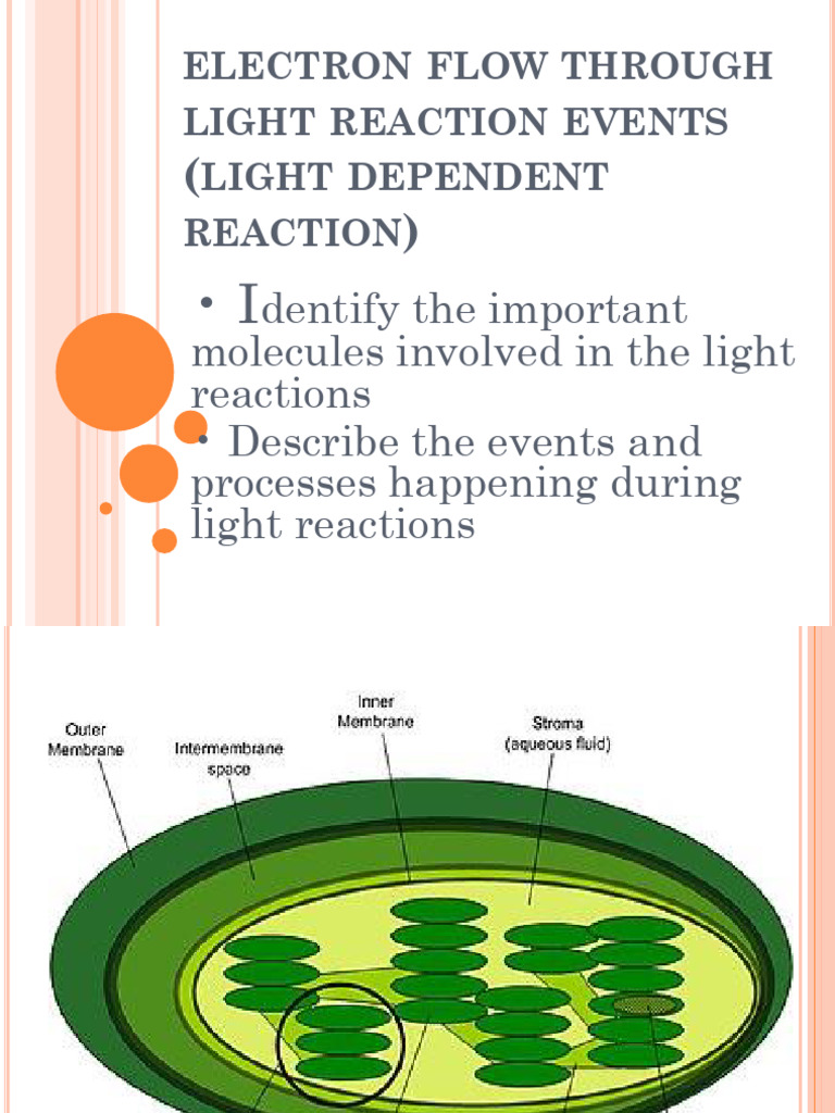 Electron Flow Through Light Reaction Events | PDF | Chlorophyll ...