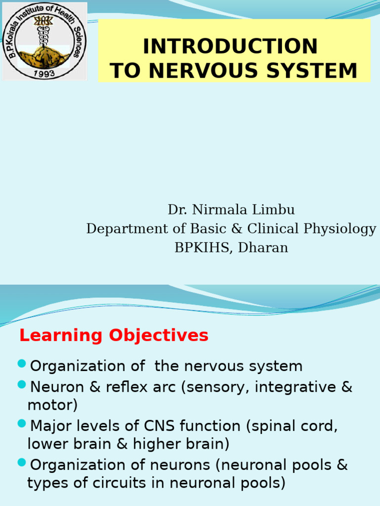 7.introduction To Nervous System | PDF | Central Nervous System | Motor ...
