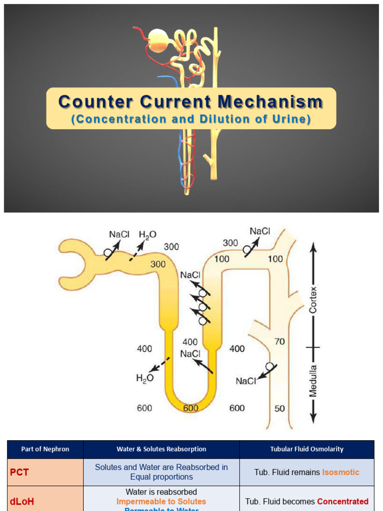 Counter Current Mechansim 26.02.26 | PDF | Organ (Anatomy) | Urinary System