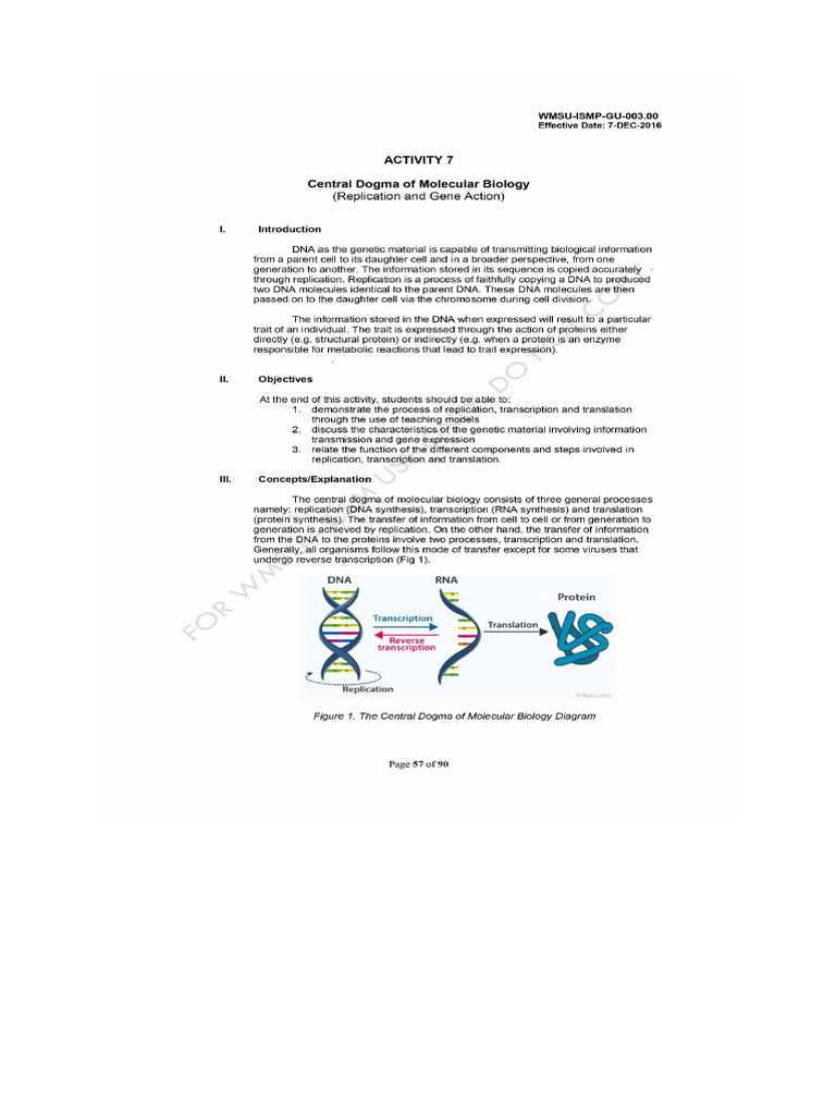 ACTIVITY 7 Central Dogma of Molecular Biology | PDF | Dna Replication | Dna