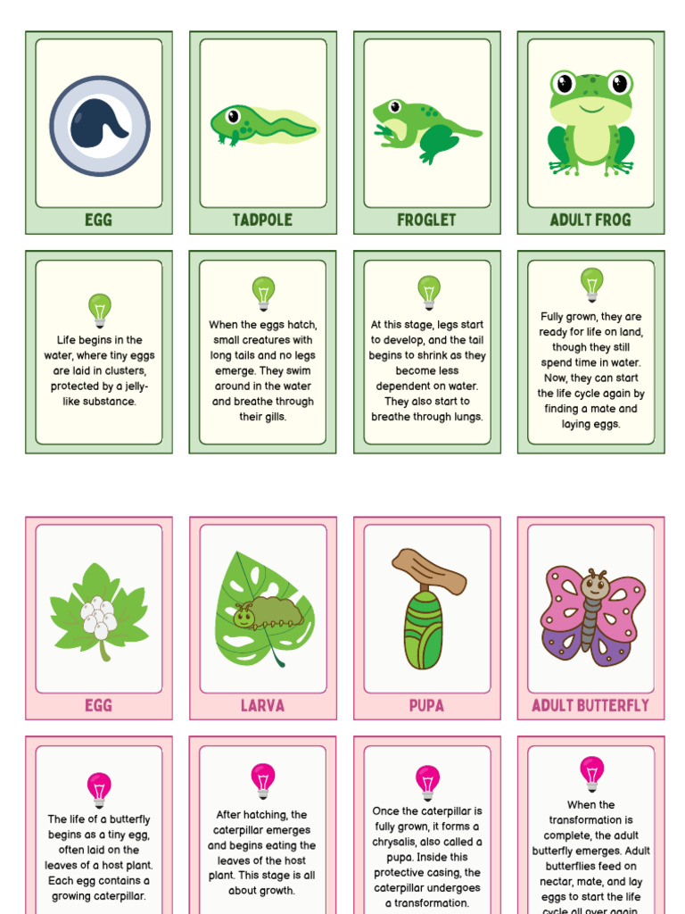 Life Cycle of A Frog Flashcard | PDF | Butterfly | Plants
